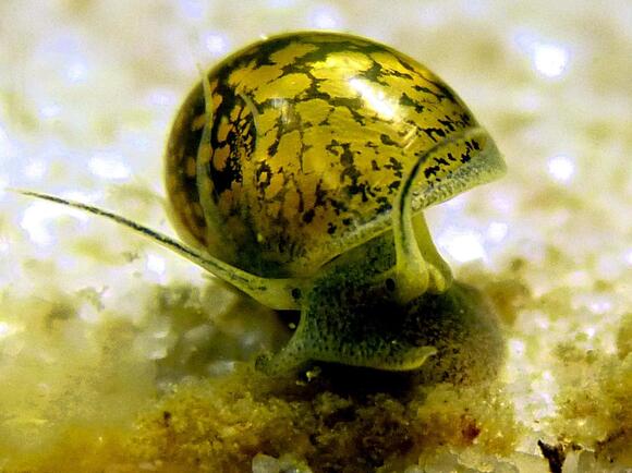 Complete Guide to Florida Snails: 18 Species You’ll Find in Your ...