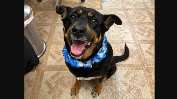 “Pet of the Week” Yet Again: Sweet Ziggy Keeps Getting Passed Over, But ...