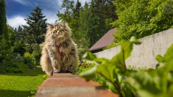 5 Cat Breeds That Could Make Friends With Your German Shepherd (And 5 ...