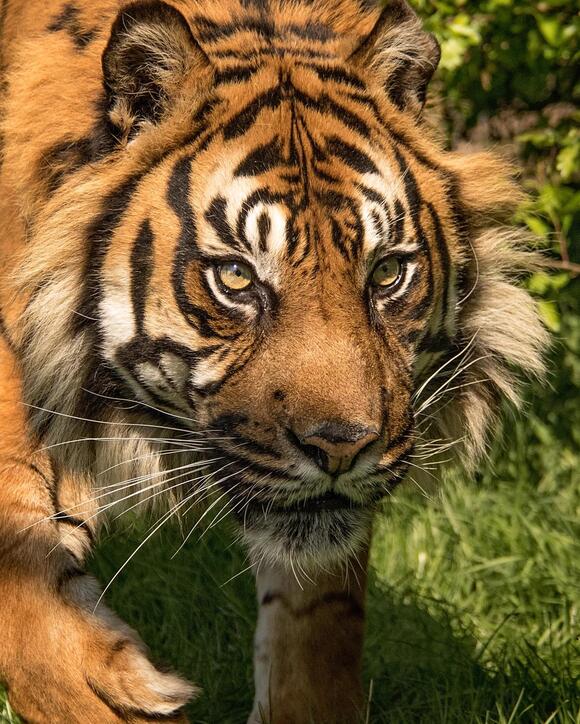 13 Countries Where Big Cats Still Roam Free (in 2025) - NewsBreak