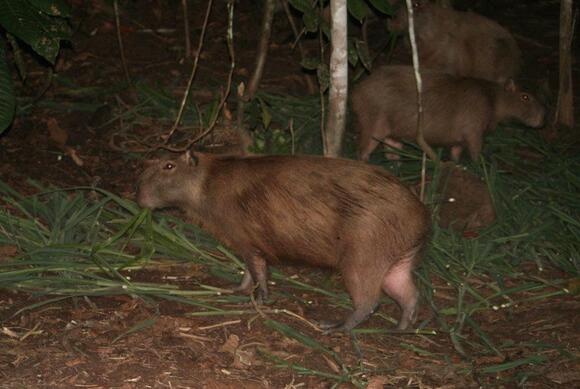 Top 10 Reasons Why Capybaras Are Essential to Healthy Wetland ...