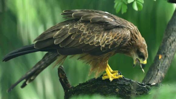 The Real Reason Bald Eagles Screech in Movies—It’s Not Their Voice ...