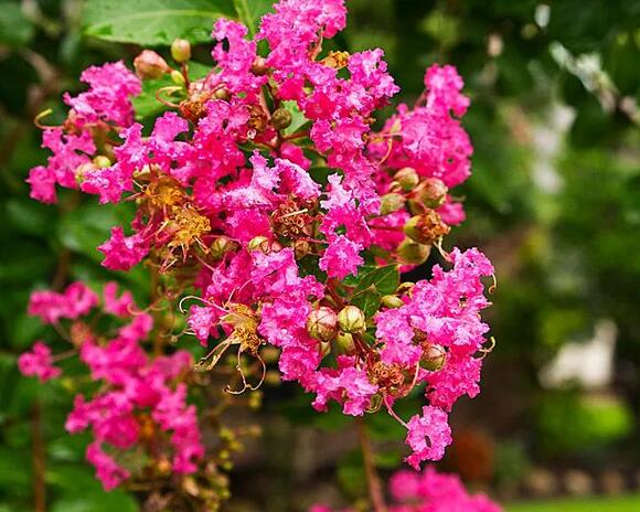 Plant These Vibrant Trees in Your California Garden for the Explosion ...