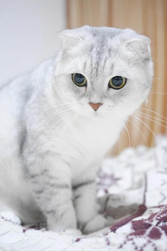 Scottish Fold — How a Quirk of the Ear Became a Global Trend - NewsBreak