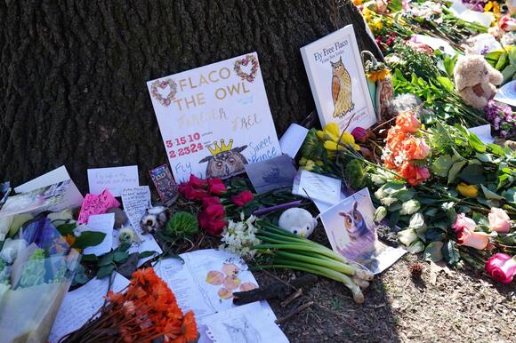 Here’s what NYC building owners can do to prevent fatal bird collisions ...