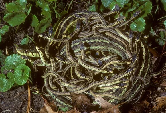 Baby Garter Snake: 10 Pictures and 10 Amazing Facts