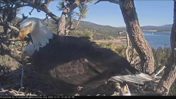 UPDATE: Big Bear Bald eagles return after July 4th fireworks show ...