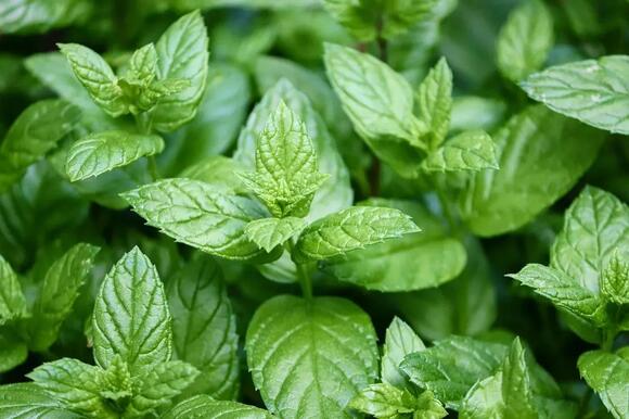 7 Scents That Spiders Hate - NewsBreak
