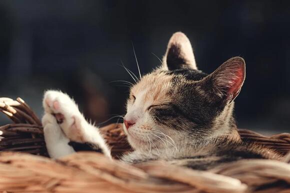 What Secrets Does Your Cat’s Nighttime Routine Reveal About Their ...