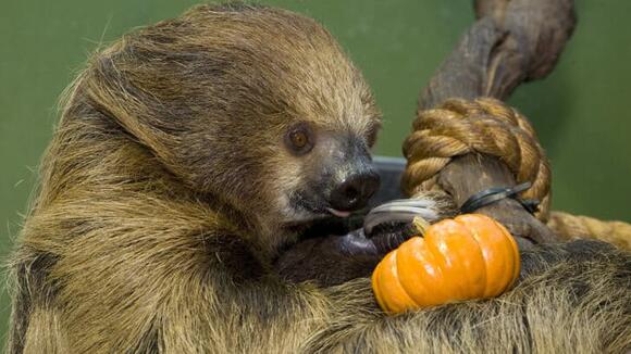 The Reason Sloths Risk Their Lives to Poop on the Ground - NewsBreak