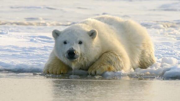 10 Animal Species That Are Evolving Right Before Our Eyes - NewsBreak