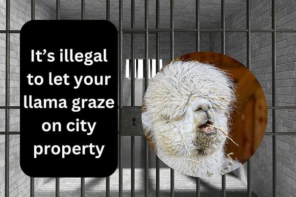 Shooter of American Symbol Shot in Colorado Sought - NewsBreak