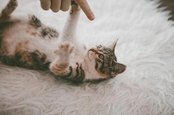 Why Does My Cat Bring Me ‘Gifts’? Unpacking This Odd Behavior - NewsBreak