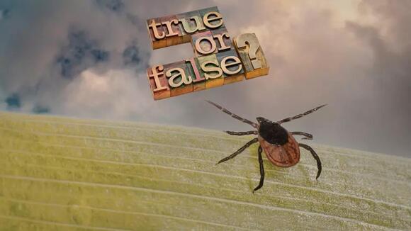 Viral Claims: Boxes of Ticks Found on Missouri Farms - NewsBreak