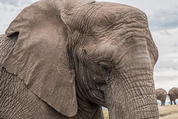 Raju the Elephant Cried Tears of Freedom - NewsBreak
