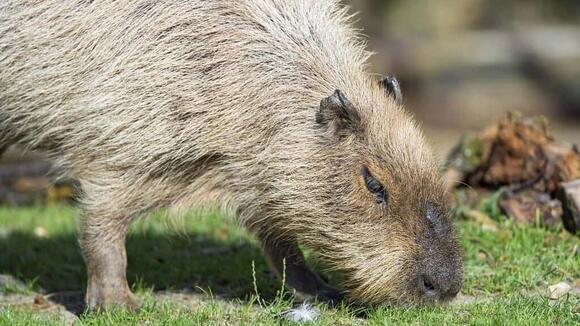15 Fun Facts That Prove Capybaras Are the Chillest Creatures on Earth ...