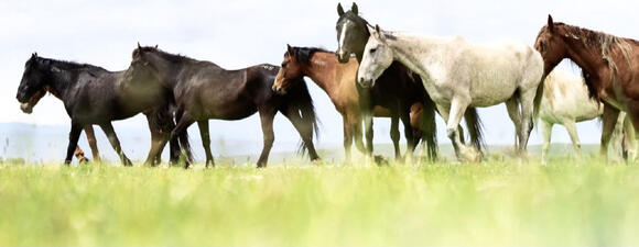 Wild horse program: A ‘pipeline to slaughter’? - NewsBreak