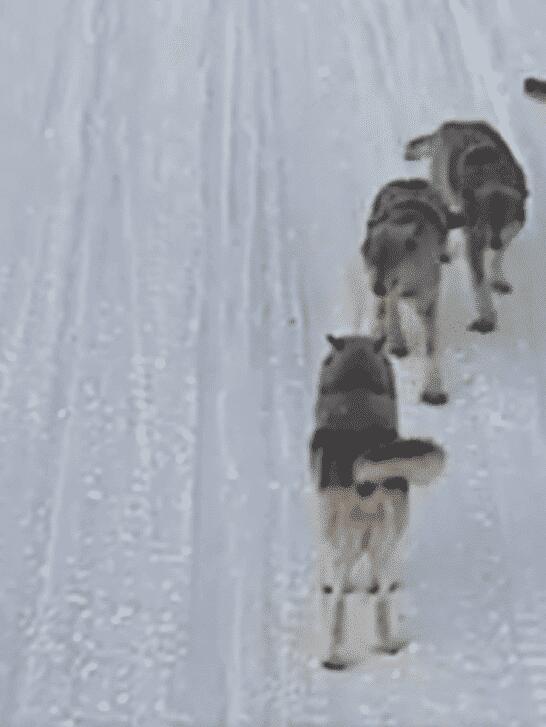 Mother Wolf Reunites With Her Pack of Grown Cubs - NewsBreak