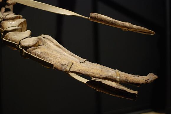 Therizinosaurus: The Long-Clawed Mystery With a Herbivore’s Diet ...