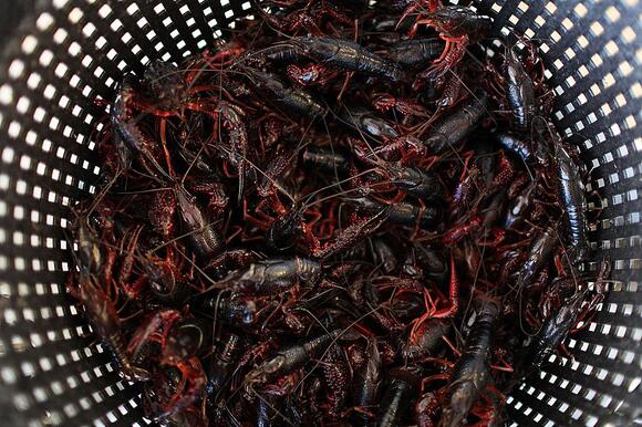 Crawfish Season Kicks off With Mixed Quality and High Prices - NewsBreak