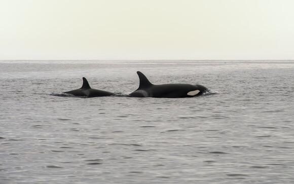 The Science Behind Orca Dialects and Family Bonds - NewsBreak