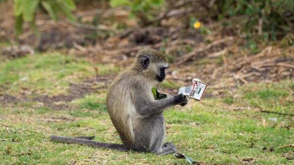 What Makes Vervet Monkeys a Pest in Some Tourist Areas? - NewsBreak