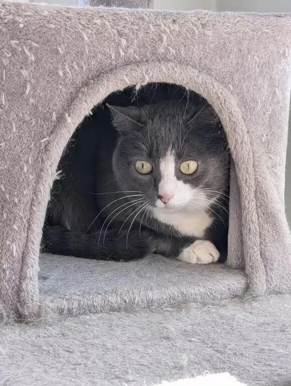 🐱 Friendly Cats Waiting for Adoption in Duxbury, MA - NewsBreak