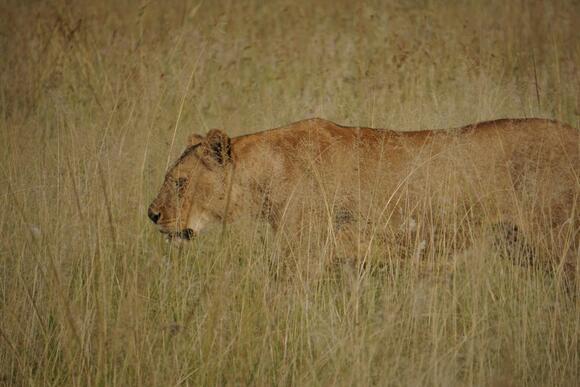 Lions in Kenya Shun Cattle Grazing Lands, Even When Empty - NewsBreak