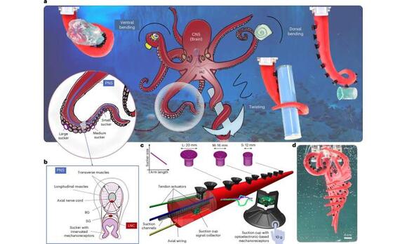 Robotic arm inspired by octopus uses tactile sensors in suction cups ...