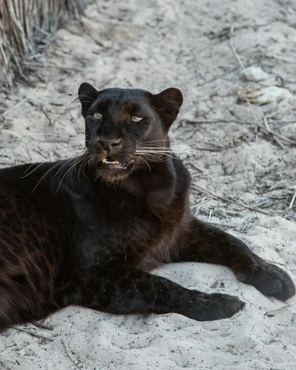 Why the Black Panther Is Nature’s Most Misunderstood Predator - NewsBreak