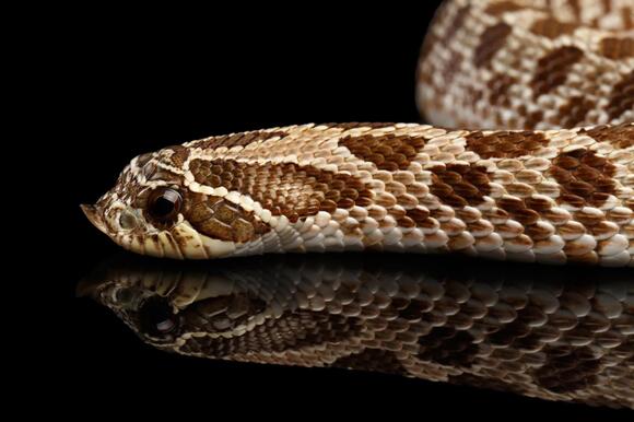 The Largest Western Hognose Snake Ever Recorded - NewsBreak