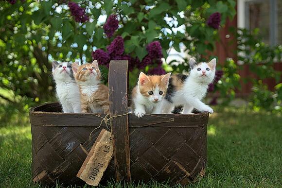 The Science of Cat Purring: Why Do Cats Purr and What Does It Mean ...