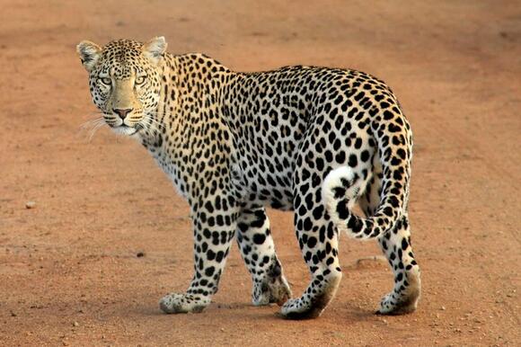 Dangerous Leopard Finally Captured After Terror Attacks in Maharashtra ...