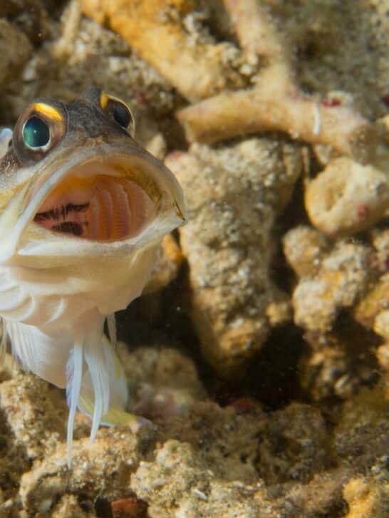 This Fish Can Climb Waterfalls—Yes, You Read That Right - NewsBreak