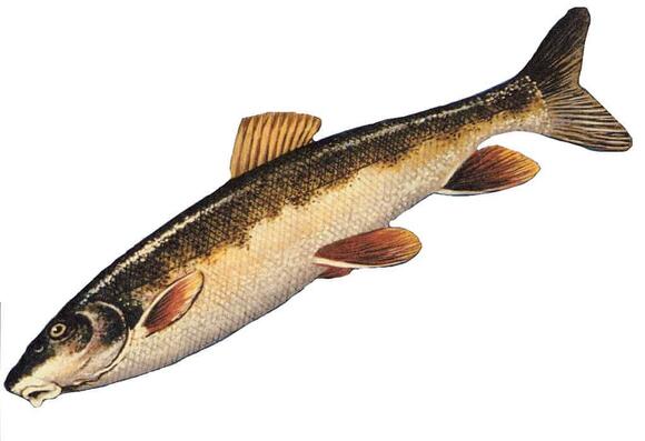 12 Types of Sucker Fish Ranked by Size - NewsBreak