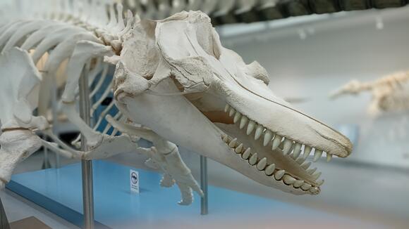 The Most Expensive Dinosaur Fossils Ever Sold at Auction - NewsBreak