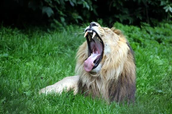 How the Lion’s Roar Can Be Heard 5 Miles Away - NewsBreak