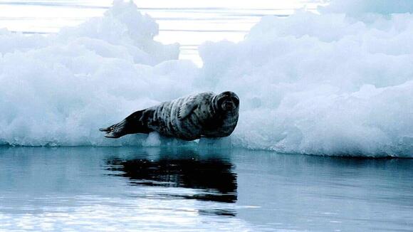 The Animals of Alaska That Live in the Ice Year-Round - NewsBreak