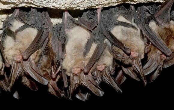 Bats You Might Still Spot in Kentucky’s Caves - NewsBreak
