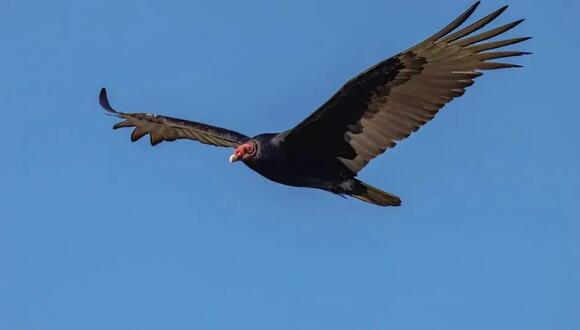 10 Strange Facts About Turkey Vultures That Make Them Nature’s Cleanup ...