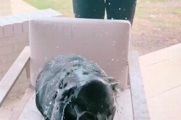 Animal activists slam dog owners over 'cruel' TikTok trend dumping ice ...