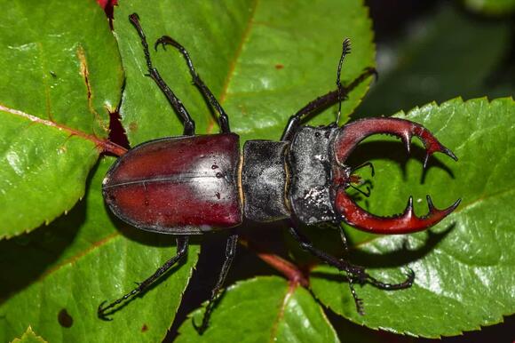How Male Beetles Use Physical Strength in Their Mating Battles - NewsBreak