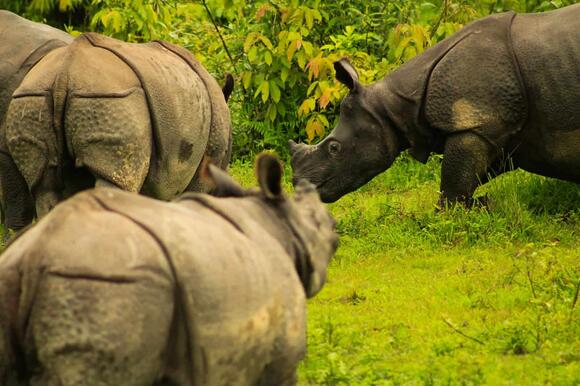 The Lifespan of a Rhino—and What Threatens It Most - NewsBreak