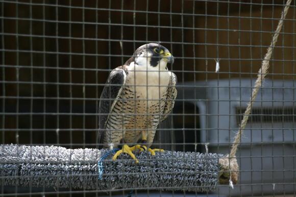 Va. officials celebrate the bald eagle’s comeback and centuries as ...
