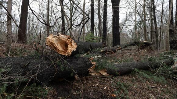 NY mom crushed by tree during vicious rainstorm ID’d as wife of Yankees ...