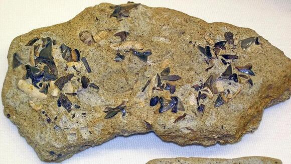 Shark Teeth 101: Why They Constantly Lose and Regrow Them - NewsBreak