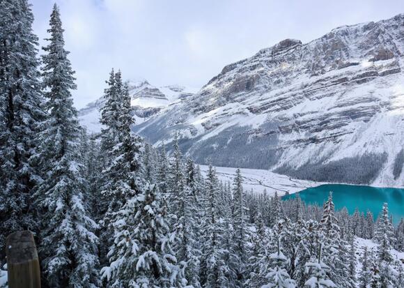 Traces of pollution in snow could change how plants grow - NewsBreak