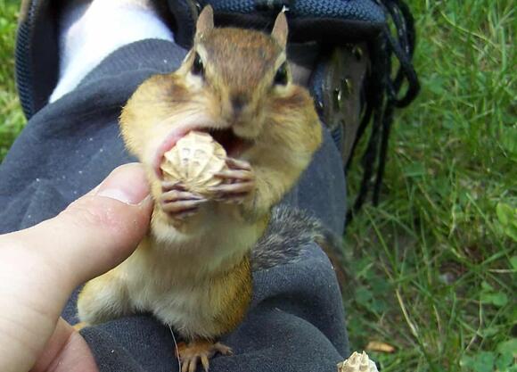 Chipmunks Use Their Cheeks as Nature’s Grocery Bags - NewsBreak