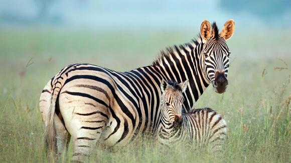 Male vs Female Zebras: 6 Key Differences - NewsBreak