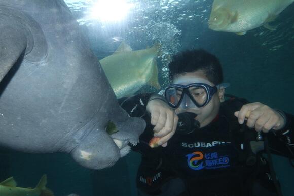 How Florida’s Manatees are Fighting for Survival - NewsBreak